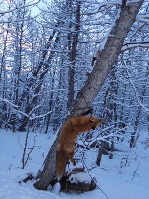 wolverine set question - Trapperman Forums